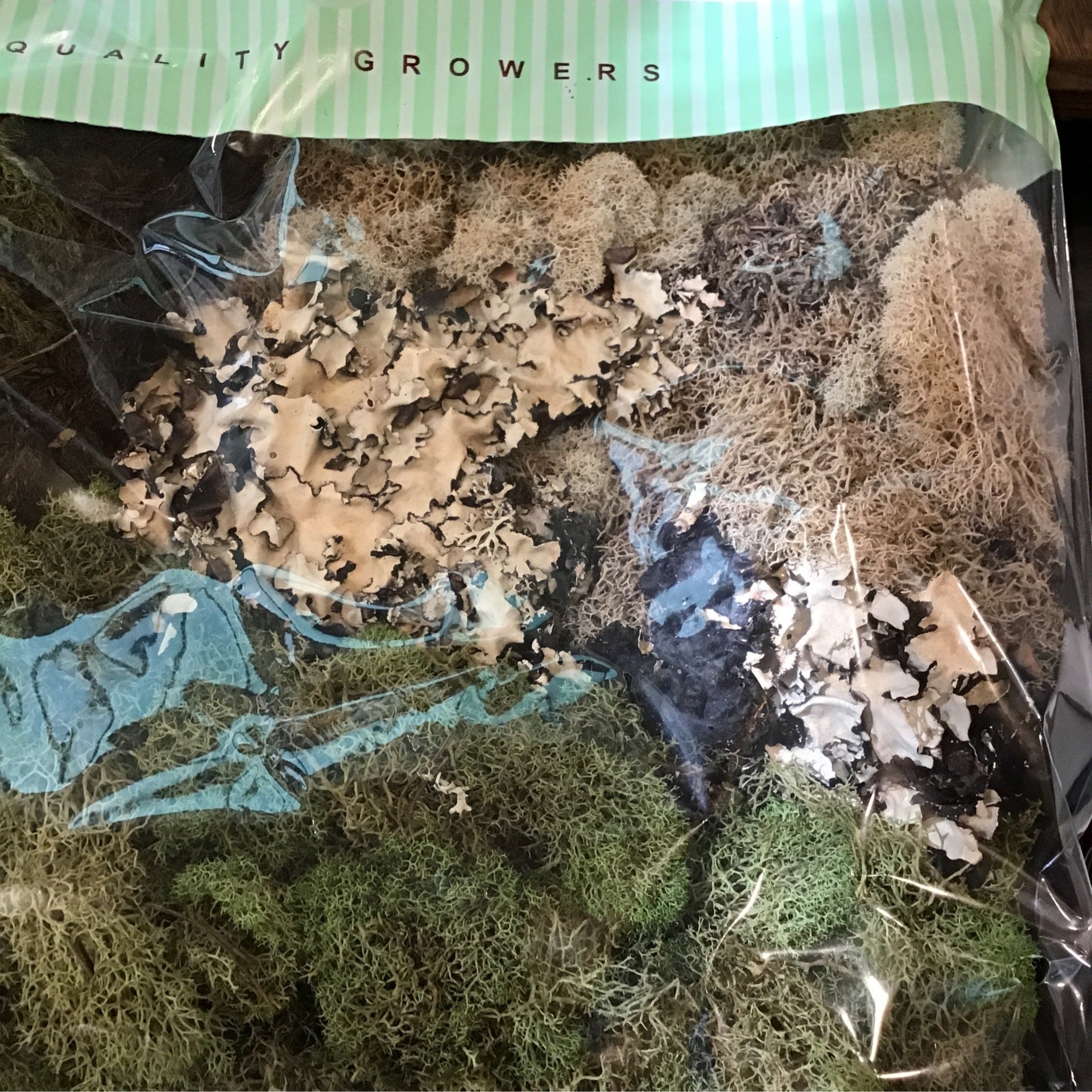 Variety Moss pack M | Evergreen Garden Center