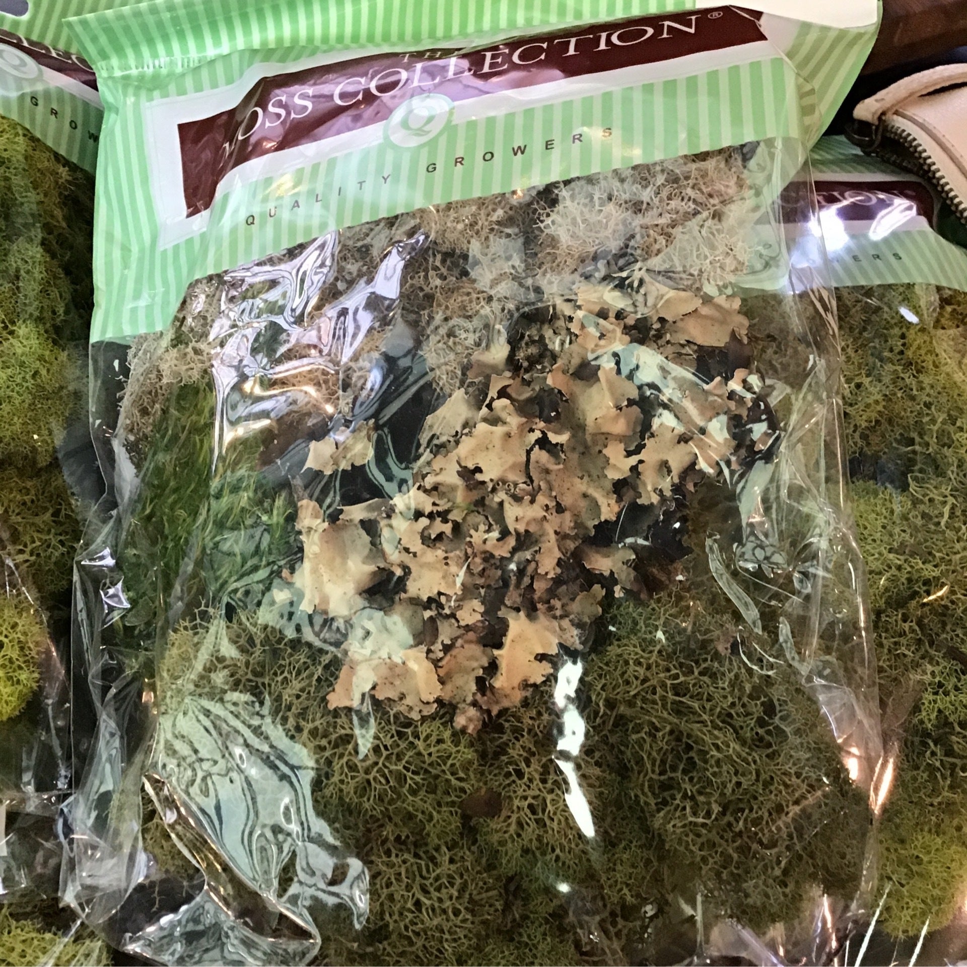 Variety Pack Moss small | Evergreen Garden Center